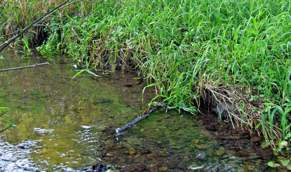 Trockenheit macht Flüssen und Bächen zu schaffen - Oberberg-Aktuell